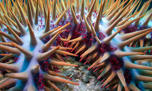 Trophic structure of coral reef zooplankton | Dr. Ryota Nakajima
