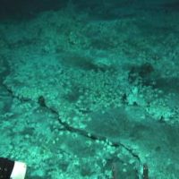 Trophic structure of coral reef zooplankton | Dr. Ryota Nakajima